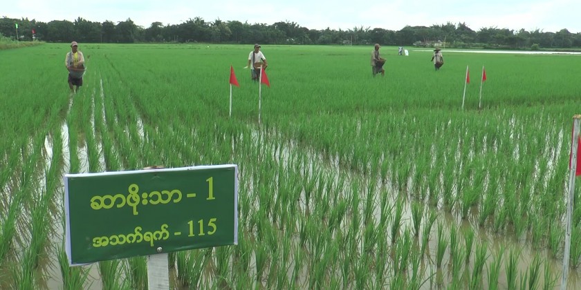 Inspection tour: MoALI DM inspected agricultural development | Myanmar International TV
